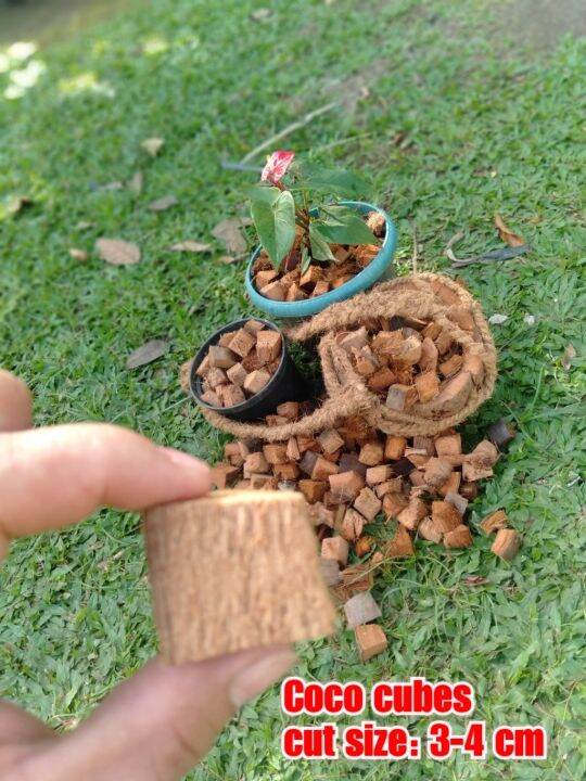 250grams High Quality Coco Cubes for your plants | Maganda at mabisang ...