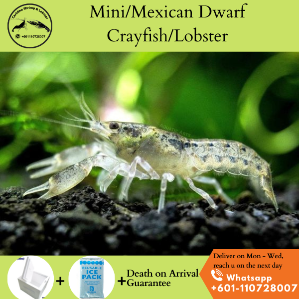 Mini/Mexican Dwarf/Brazos Dwarf Lobster (CAMBARELLUS TEXANUS) | Lazada