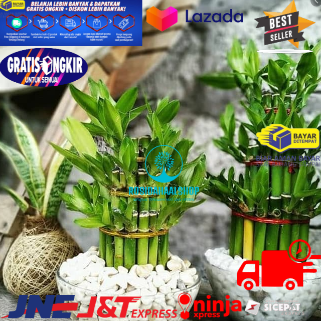 Bambu hoki/tanaman hias bambu hoki sri rezeki 10 batang | Lazada Indonesia