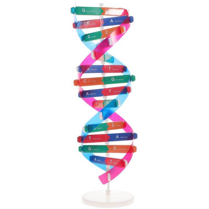 Dna Model Helix Science Double Kit Toy Structure Teaching Genes Models ...