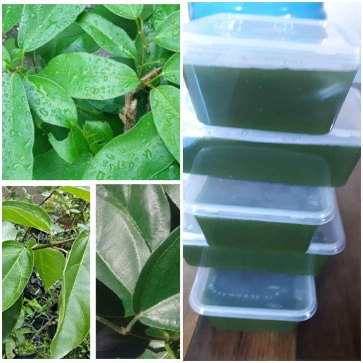Daun Cincau Hijau Perdu Organik | Lazada Indonesia