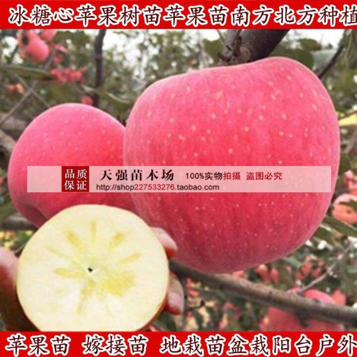 Rock sugar heart apple sapling apple seedling grafted southern planting ...