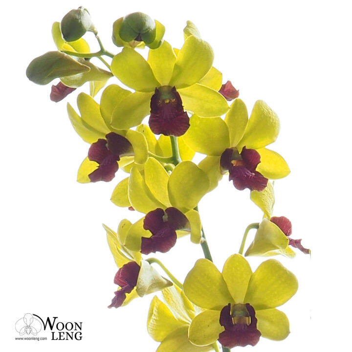 Dendrobium Yellow Red Lip 1260 | Lazada Singapore