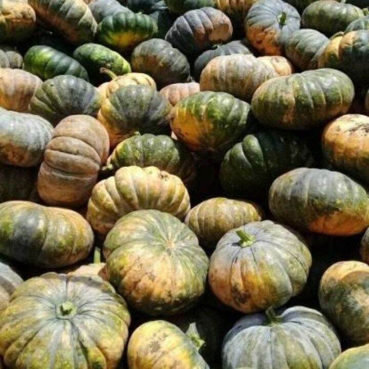 Squash Seeds F1 Suprema 50pcs/Pack Kalabasa Seeds | Lazada PH