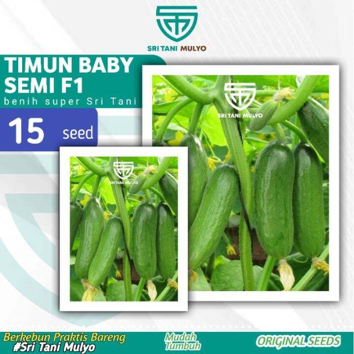 15 Biji - Benih Timun Baby Mentimun SEMI F1 - Bibit Pilihan Petani ...