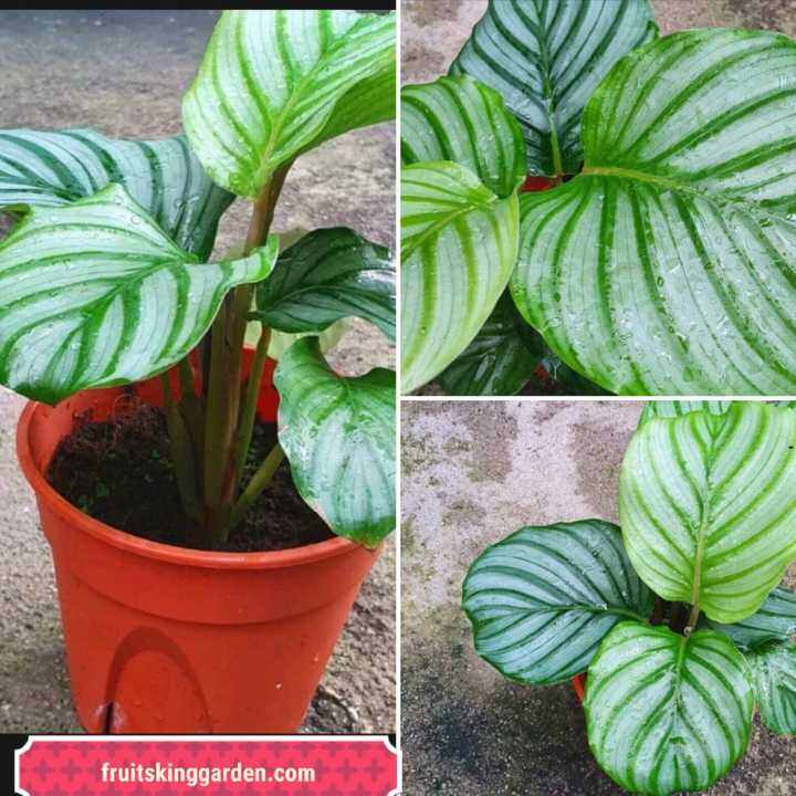 Anak Pokok Calathea Orbifolia | Lazada