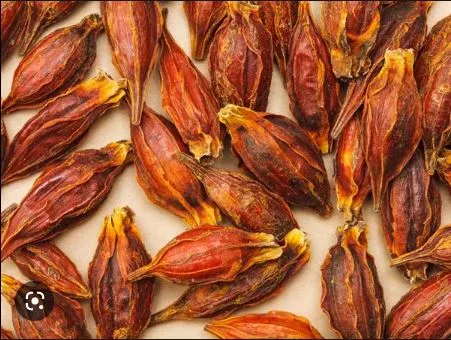 Dried cape jasmine fruit/flower petal (Gardenia jasminoides) 栀子 Zhi Zi ...