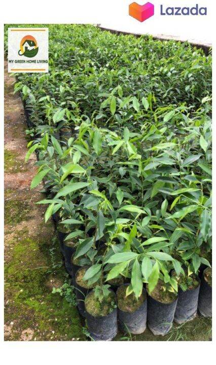 Agarwood Tree Pokok Gaharu anak Benih Pokok Gaharu Plant Aquilaria ...