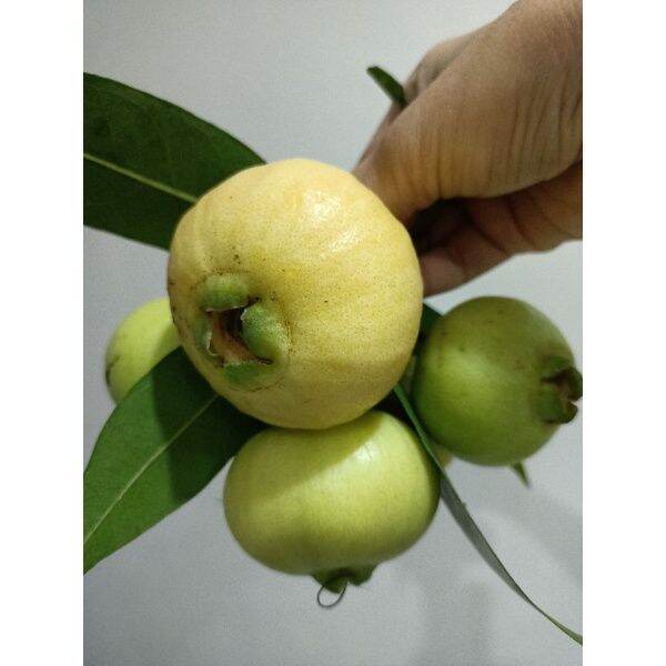 Buah Jambu Mawar