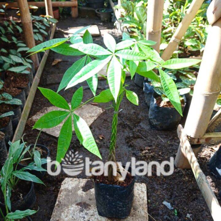 Tanaman HiasPachira - Kacang Saba - pohon uang - pachira kepang ...