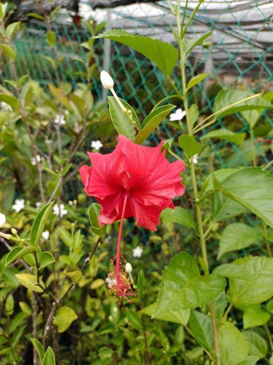 MM- Red Hibiscus CUTTING / KERATAN Bunga Raya Merah / keratan batang ...