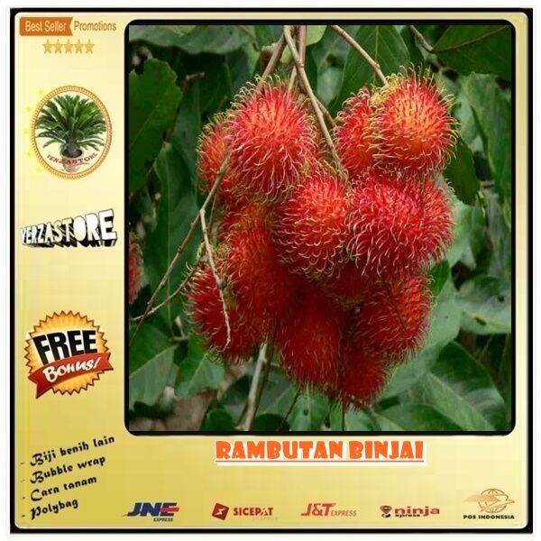 biji benih buah rambutan binjai / 7 biji | Lazada Indonesia