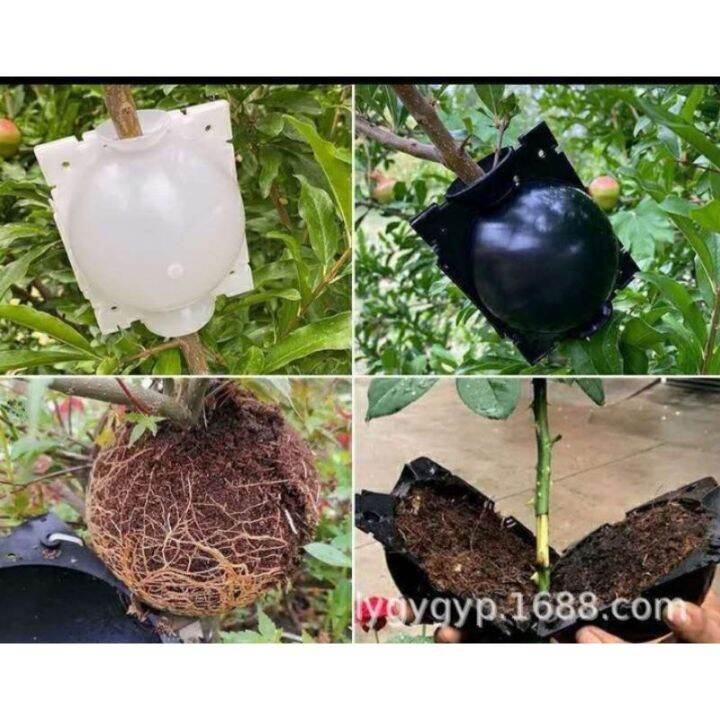 plant rooting device, high pressure propagation ball | Lazada PH