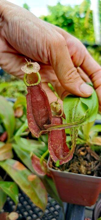 [Bunface Potato Carnivorous Plants] Nepenthes Kuchingensis Winged ...