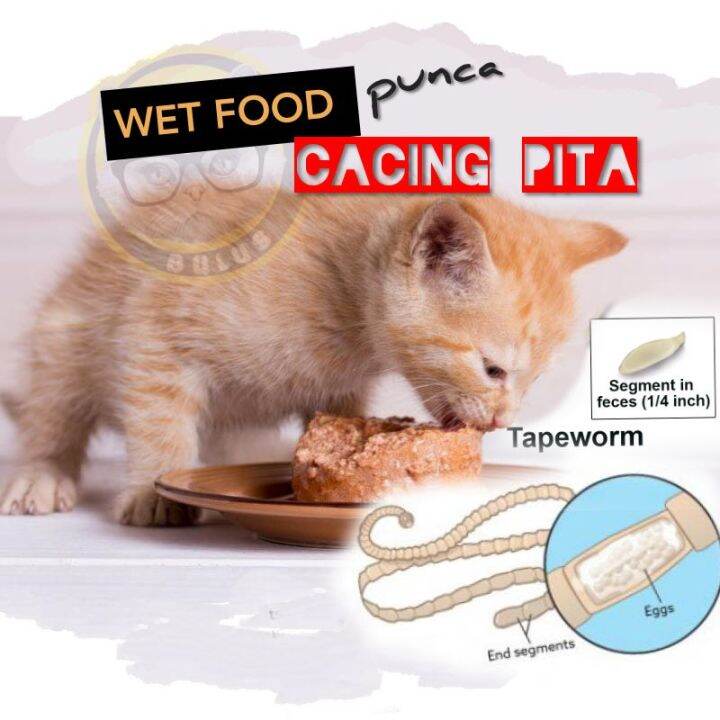 Ubat Cacing Pita Tapeworm Hookworm Roundworm Whipworm Kucing Cat Deworm ...