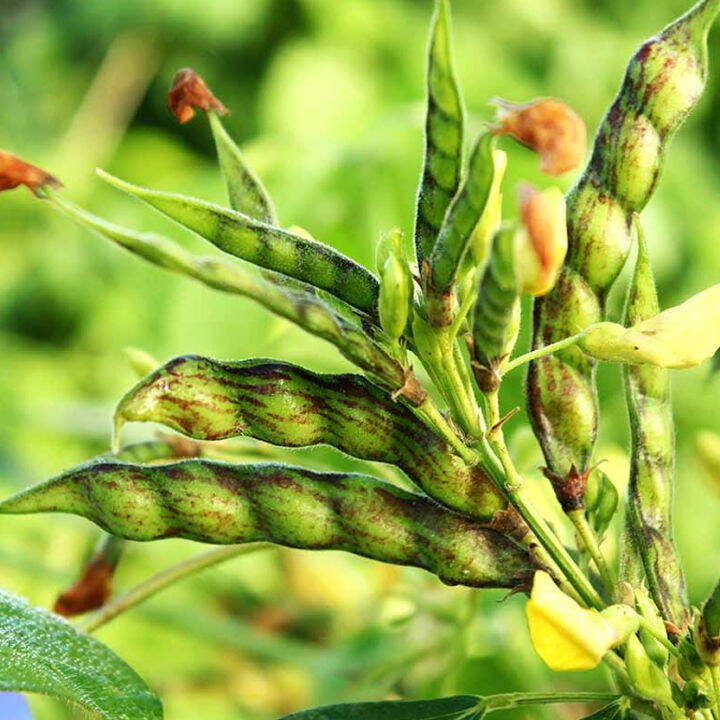 Pigeon Peas Seeds Rare Pea Seeds Heirloom Pea Seeds Organic Seeds ...