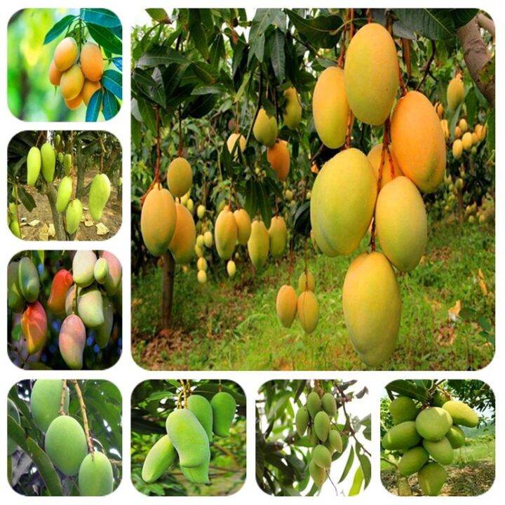 50 Seeds (buy 2 get 1 free) Imported True Mango Plants Very Delicious ...