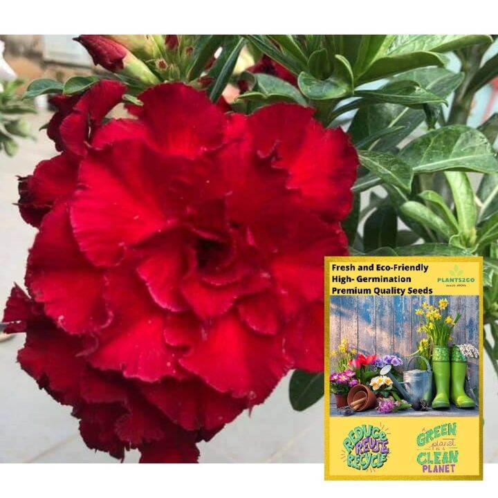 Adenium Seeds Dark Red R31 - High germination Flower Plant seeds for ...