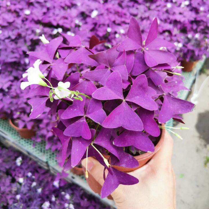 Purple leaf sauerkraut grass seed ball lucky grass perennial potted ...