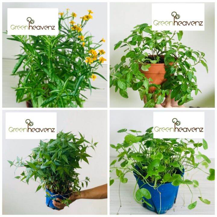 GHZ Pokok Herba Herbs Plant Rosemary|Coriander/Daun Sup|Parsley|Stevia ...