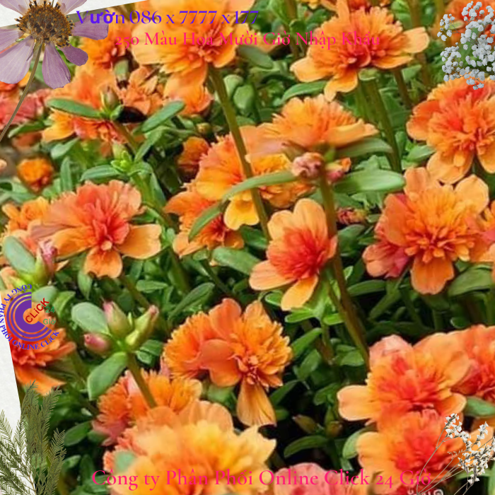 [NỞ CẢ NGÀY] Hoa Sam Kép Màu CAM Hoa Mười Giờ Sam Thái Kép Tuyệt Đẹp ...