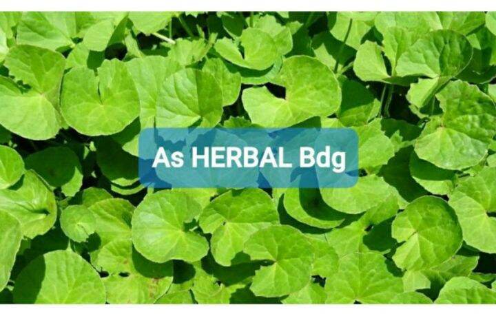 Daun pegagan segar 500 gram / pegagan merah segar | Lazada Indonesia