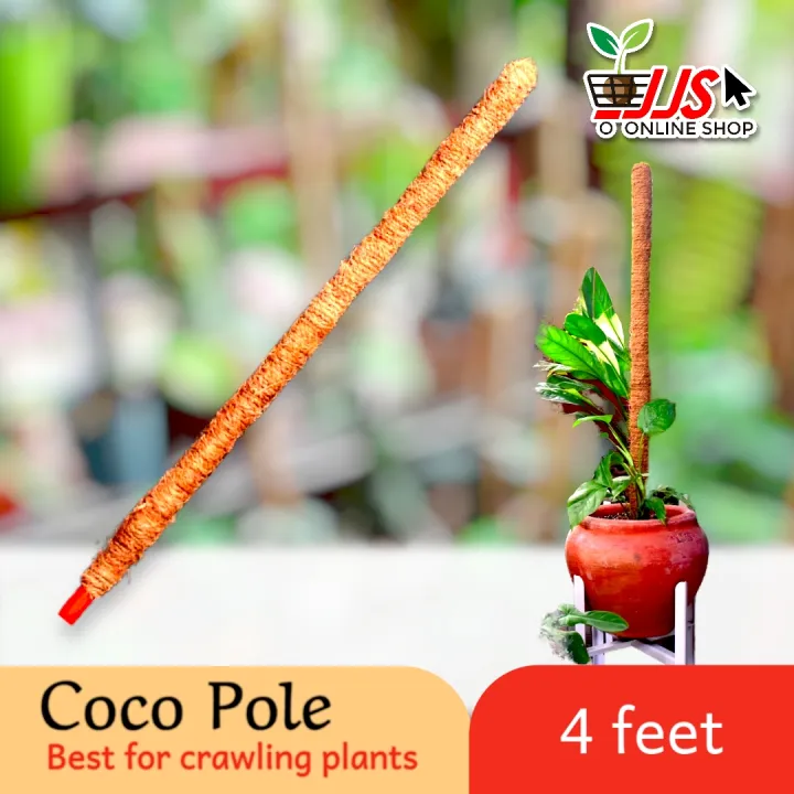 🛒 JJS Store 4 ft. Coco Pole | Best Quality Coco Plant Pole support for ...