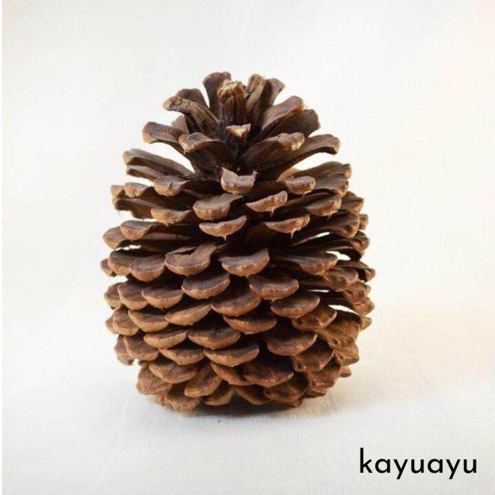 BUNGA PINUS KERING / BIJI PINUS / BUAH PINUS UNTUK PROPERTI FOTO ATAU ...