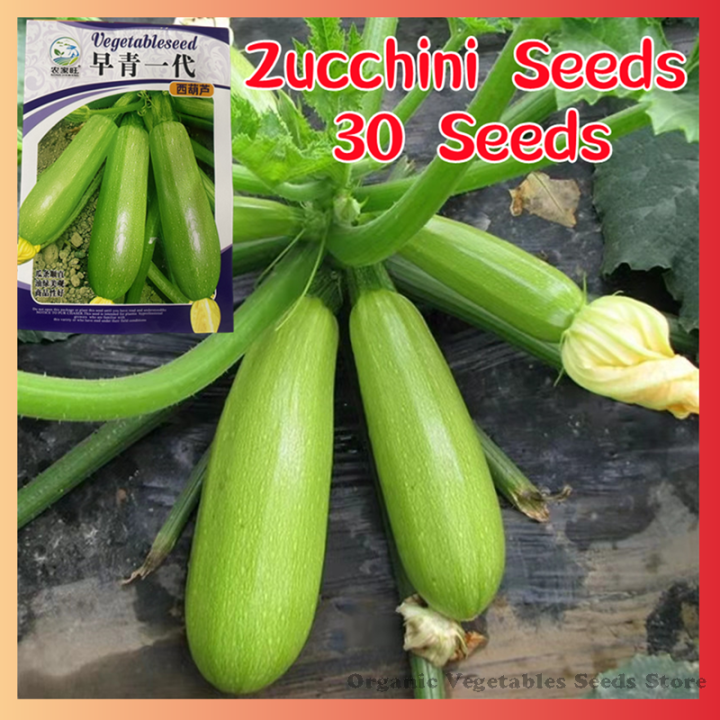 30 Seeds Organic Zucchini Seeds for Planting 西葫芦种子 Biji Benih Zucchini ...