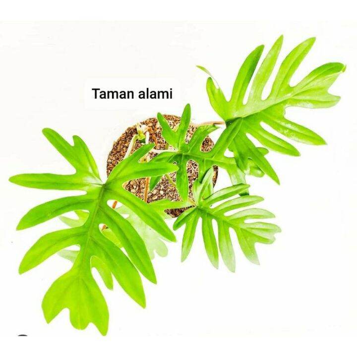 Philo mayoi - tanaman hias philo mayoi original | Lazada Indonesia