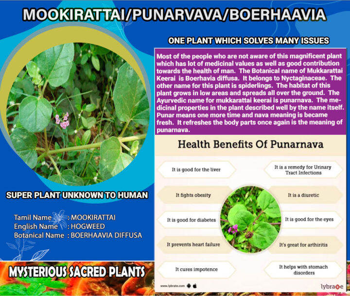 LIFE PLANT - RARE MOOKIRATTAI PUNARNAVA BOERHAAVIA DIFFUSA - ONE PLANT ...