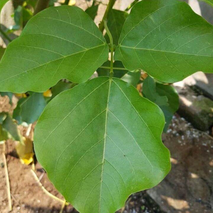 Promo Jual daun dadap serep/dadap cucuk organik obat herbal tradisional ...