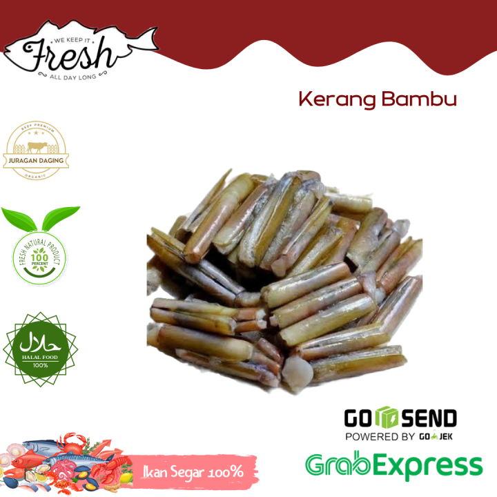 KERANG BAMBU FRESH 500g-1kg | Lazada Indonesia