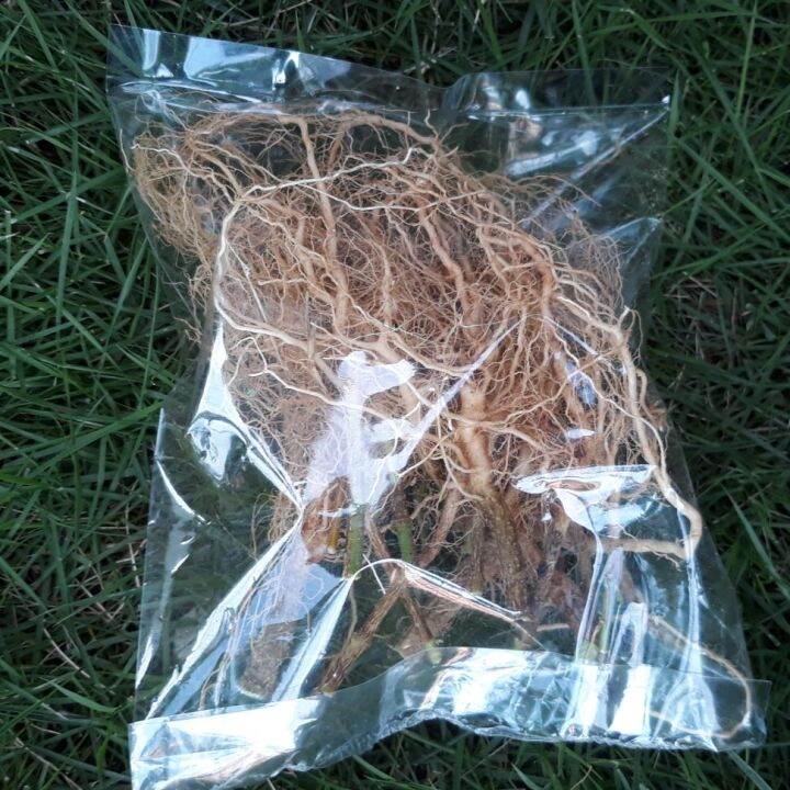 Akar Herba Pokok Kucing Galak/Acalypha indica (35gm) | Lazada