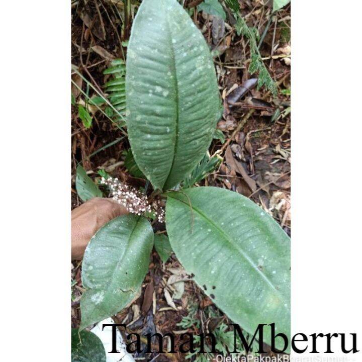 Tanaman Herbal Rumput Fatimah Kacip Fatimah Labisia Pumila Hutan ...