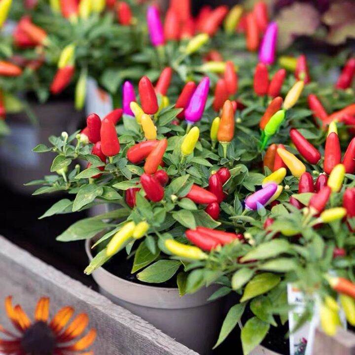 Seven Color Pepper Seeds 50 seeds (not live plants) | Lazada PH