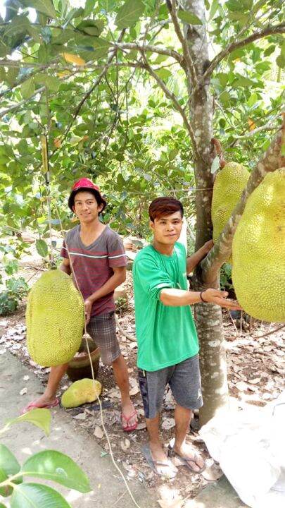 jackfruit seedling, hybrid jackfruit seedling super big latex free ...