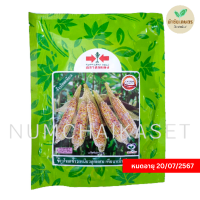 ข้าวโพดข้าวเหนียว เทียนหมื่นฝัก F1 200g | Lazada.co.th