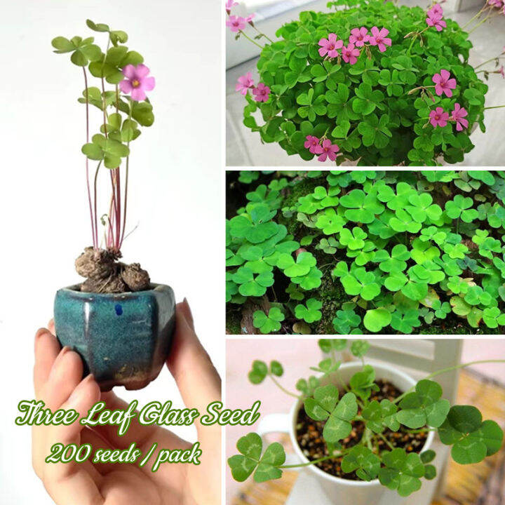 [Fast Germination] Lucky Three Clover Leaf Seeds for Planting (200 Pcs ...
