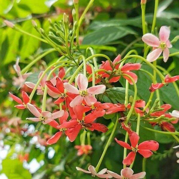 Pohon bunga melati belanda - Melati holland - Melati rambat | Lazada ...