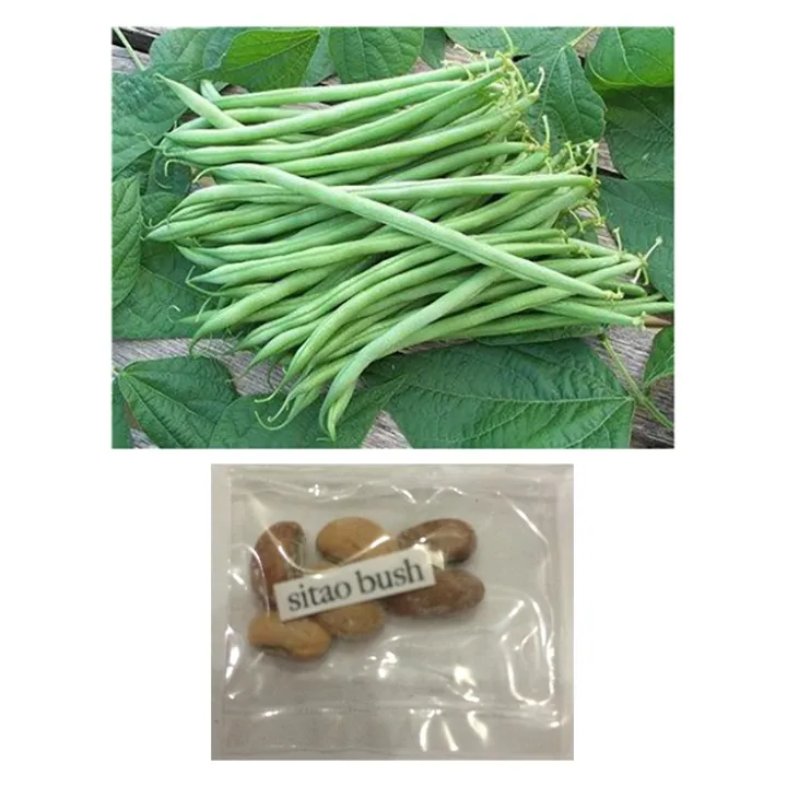 bush sitao sitaw string beans legumes vegetable plant seeds | Lazada PH
