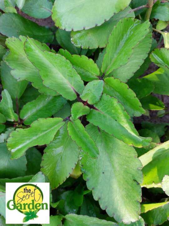 Kataka taka Plant or Miracle Plant with FREE garden soil (Herbal Plant ...