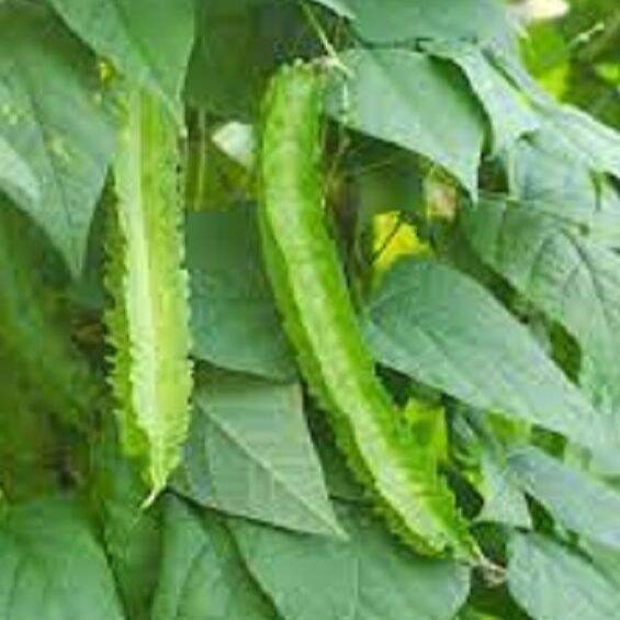 SIGARILYAS SEED`S winged bean | Lazada PH