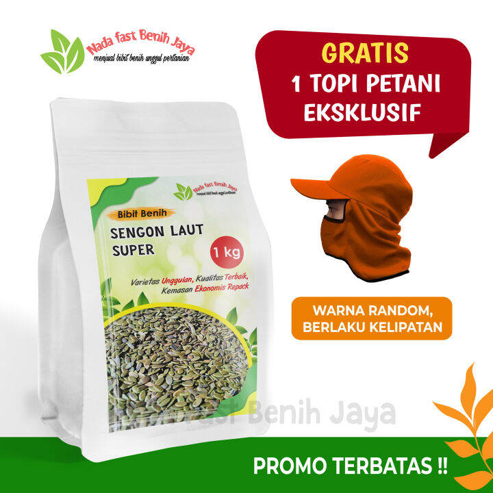 BENIH PILIHAN sengon laut super 1 Kg original / bibit benih albasia ...