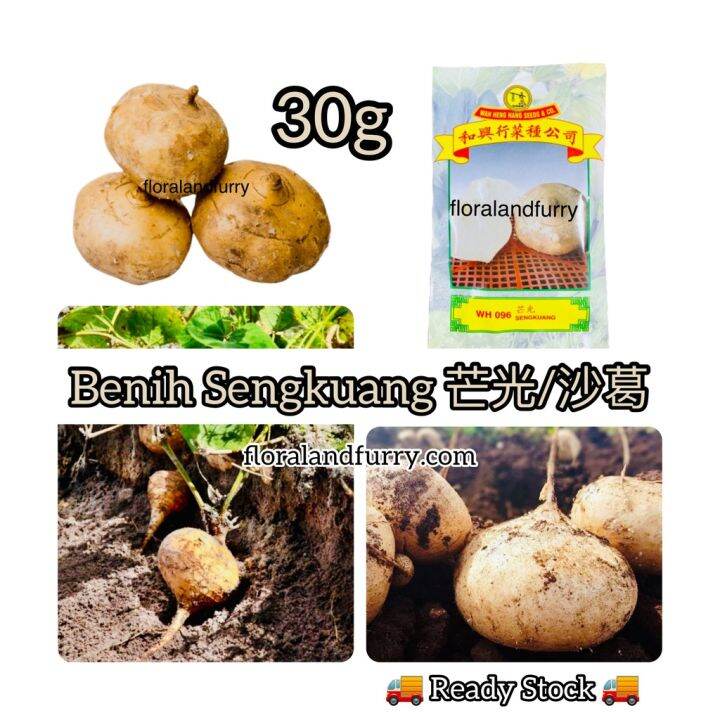 30g WH096 Jicama Seeds (Sweet Turnip/Yam Bean) 芒光/沙葛 Biji Benih ...