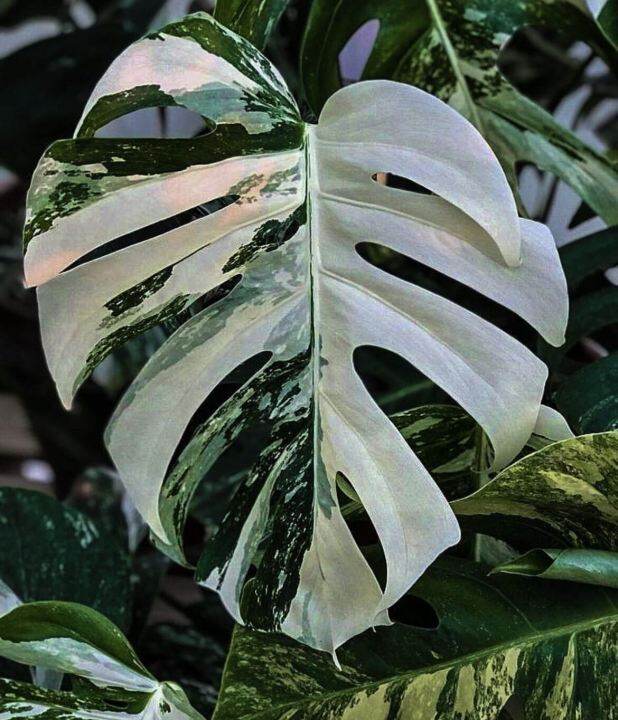 Monstera white Tiger variegata | Lazada Indonesia