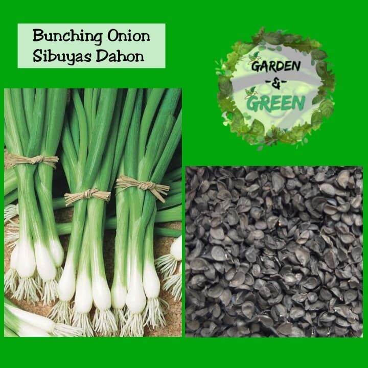 Bunching Onion Sibuyas Dahon (30seeds) | Lazada PH