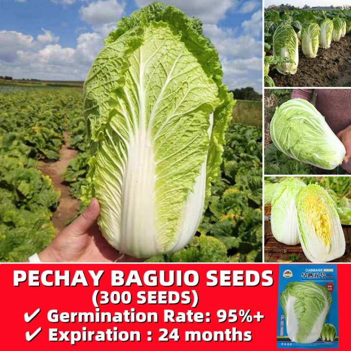 Organic Pechay Baguio Seeds Easy To Grow in Philippines - 300 Seeds ...