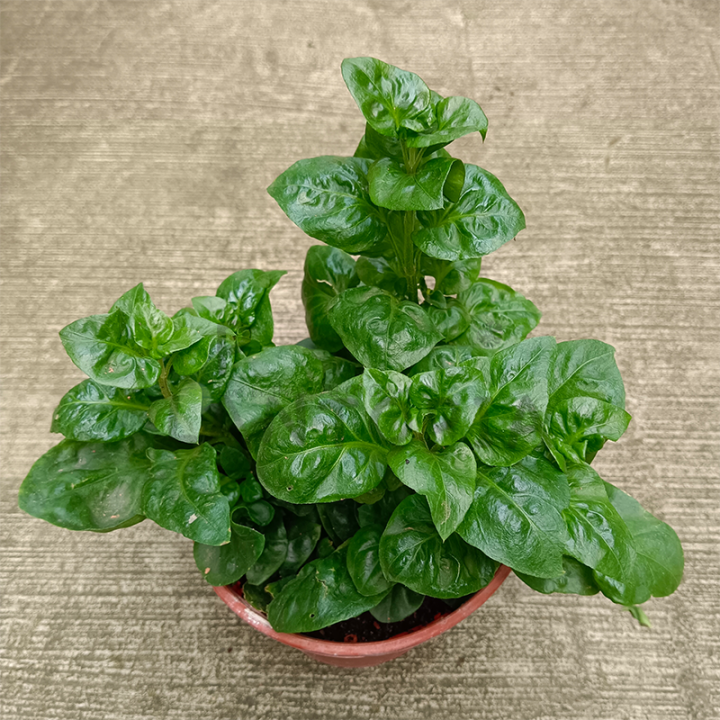 [Plantopia] Bayam Brazil | Edible Sissoo Spinach | Real Live Plant | Lazada