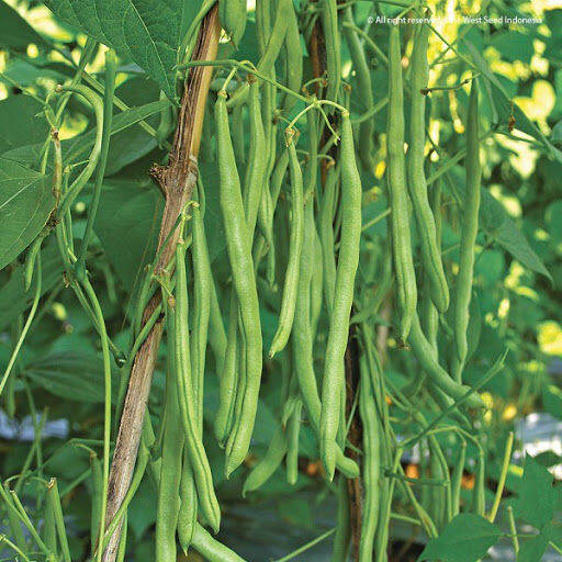 Bibit Sayuran Buncis Merambat Kemasan Repack isi 20 Biji untuk berkebun ...